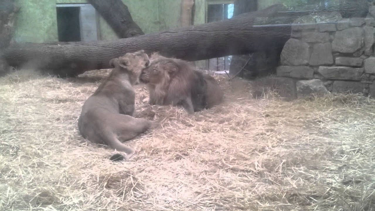 Lion Romance - Edinburgh Zoo - YouTube