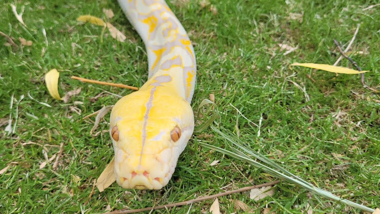Reticulated python meets tortoise #reptile #snake #reticulated python # ...