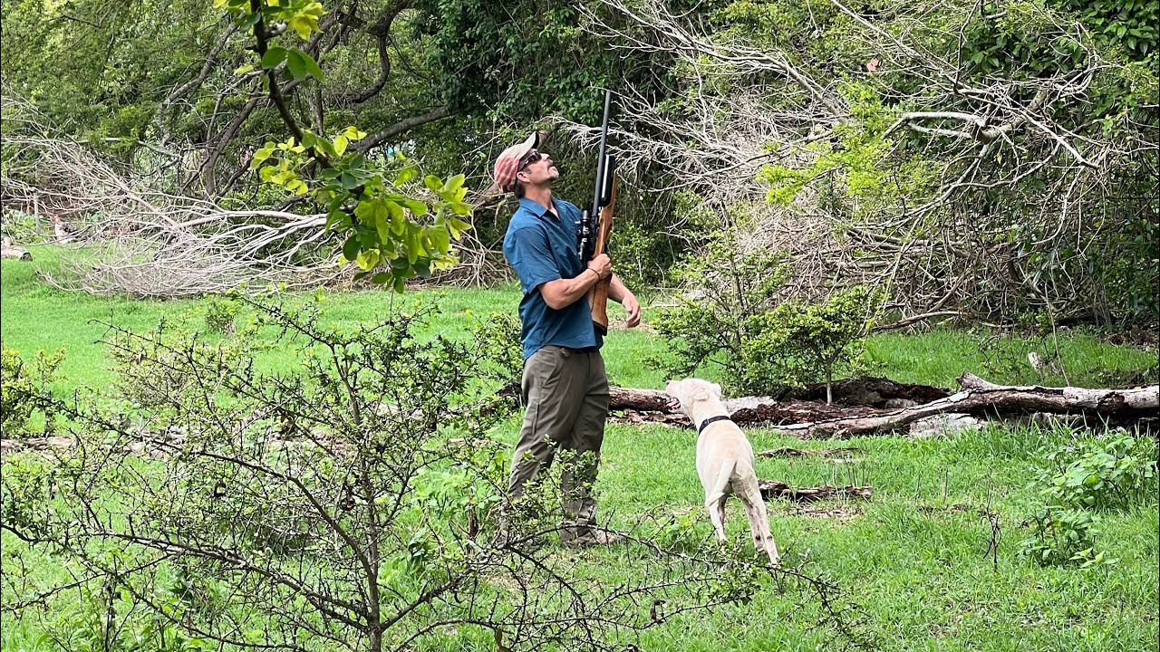 Catching SNAKES & hunting IGUANAS on the North Shore of PUERTO RICO ...