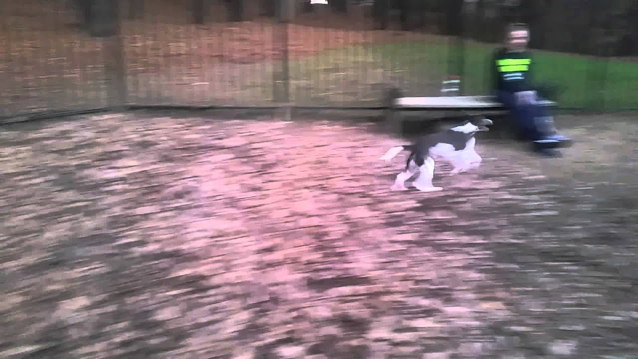 Greyhound / Whippet Dog Sprint - YouTube