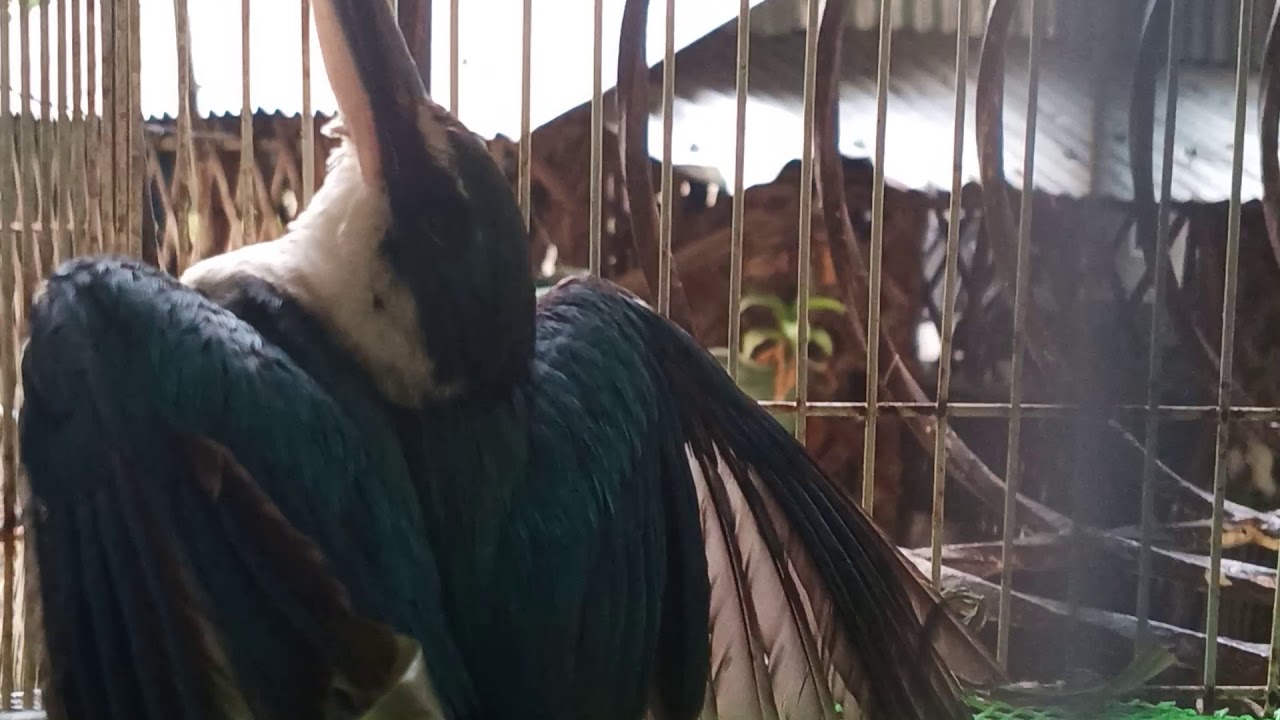 ASTIG LOLA, Kingfisher, masigla, alerto at may angking talino. - YouTube