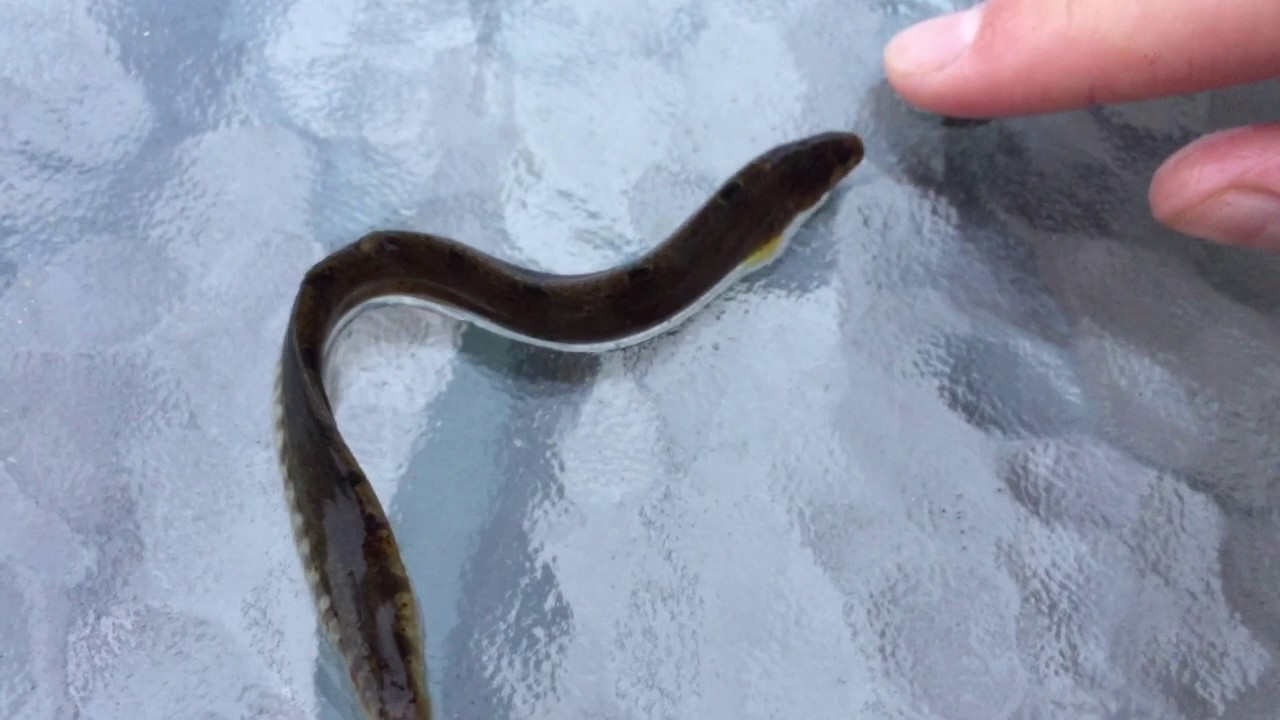 Gunnel fish in new brunswick - YouTube