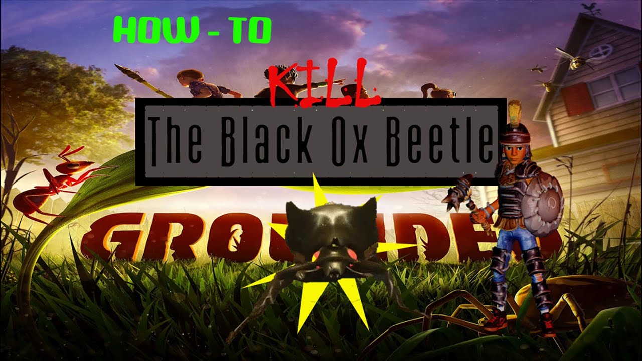 How to KILL the Black Ox Beetle! Strategy and Tips! - YouTube