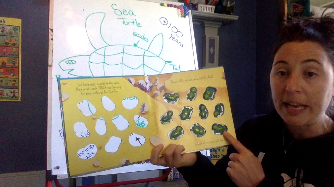 10 Tiny Turtles and all about Turtles - YouTube