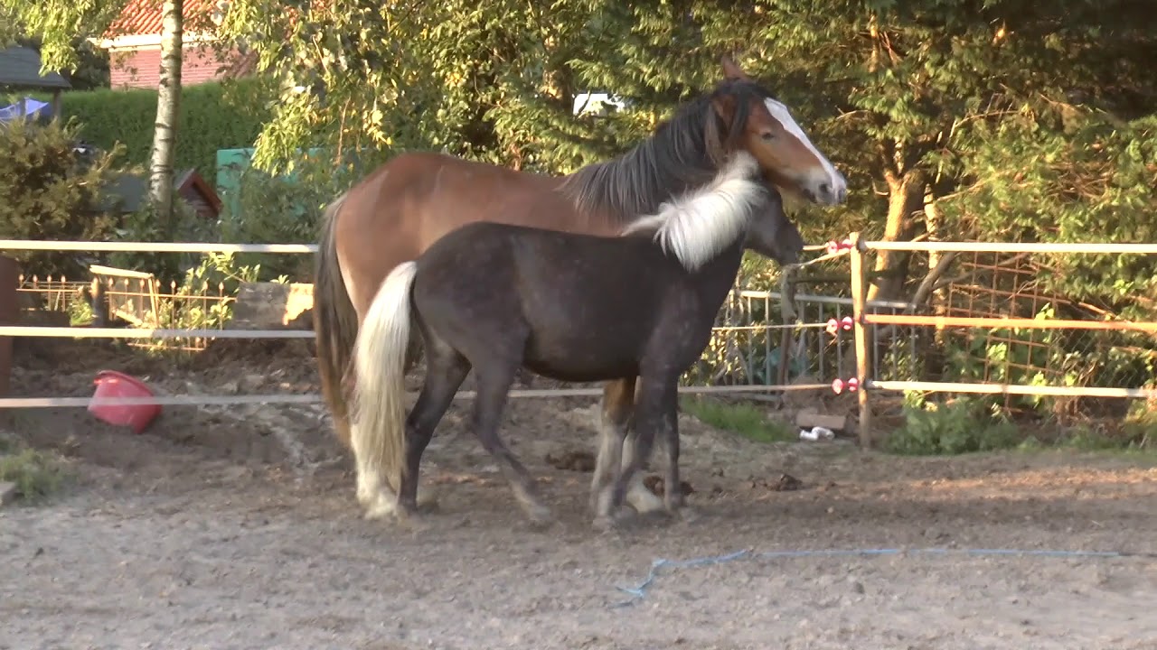 Bucking & rearing ~ Good energy is contagious! - YouTube