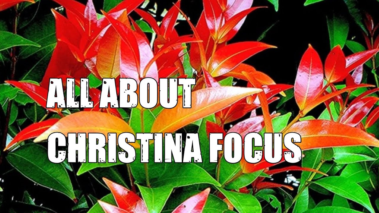 How to grow Christina Ficus Syzygium @ParasGardeningSolutions - YouTube