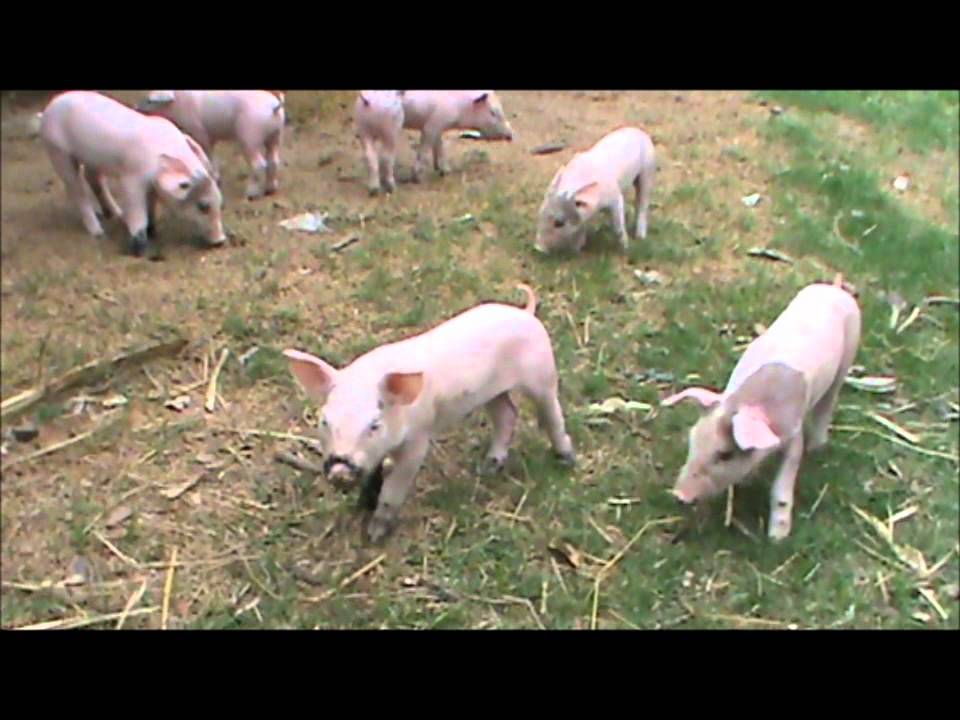 Baby pigs run wild in Rural Thailand - YouTube