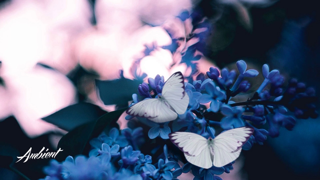 Tom Hartney & Pensive - Blossom - YouTube