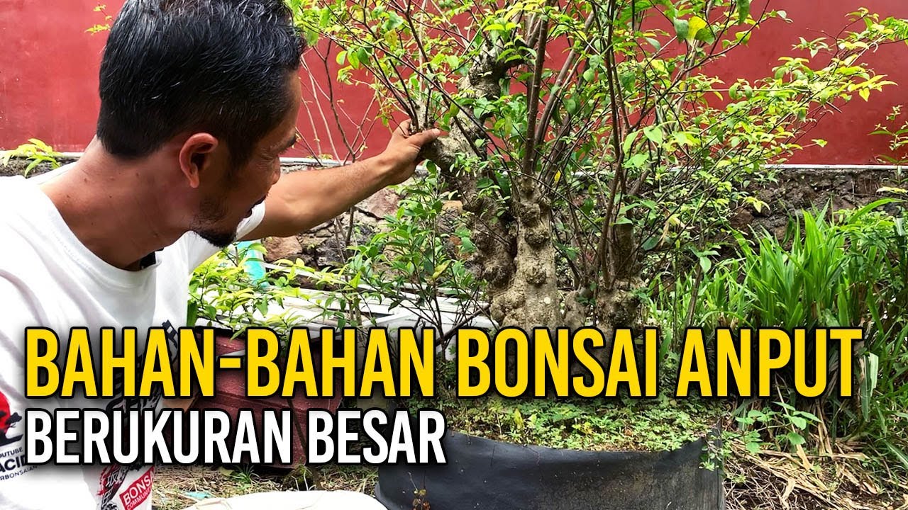 BERBURU BAHAN BONSAI ANTING PUTRI UKURAN BESAR 🌳 - YouTube