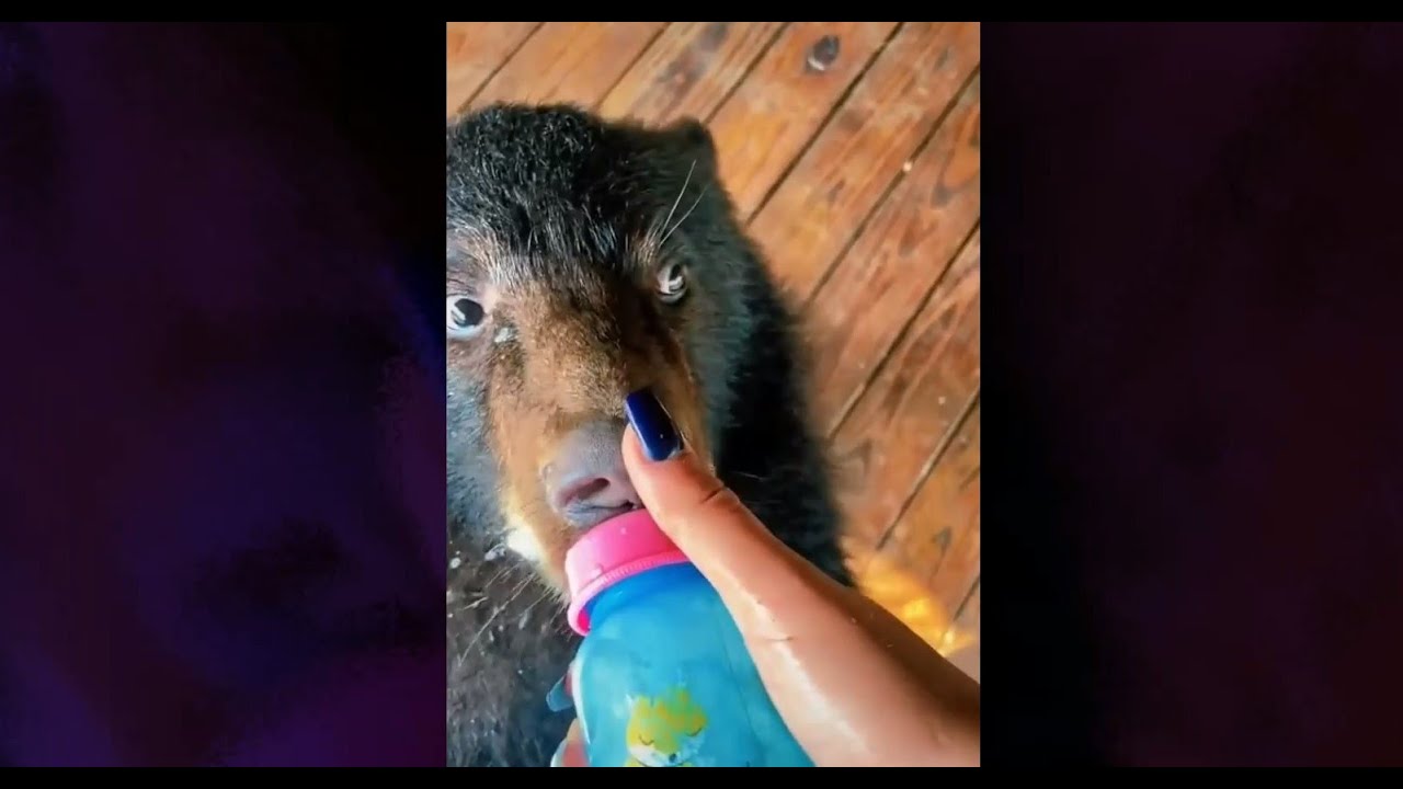 Cute Funny Animals#88 Boop Time - YouTube