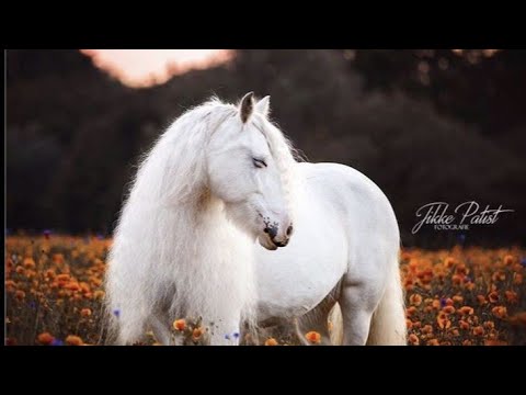 Neoni-Wonderland|| Equestrian music video || - YouTube