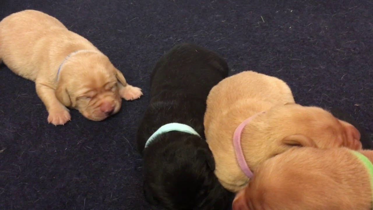Roma Newborns - 1-week-old British Labrador Puppies - YouTube
