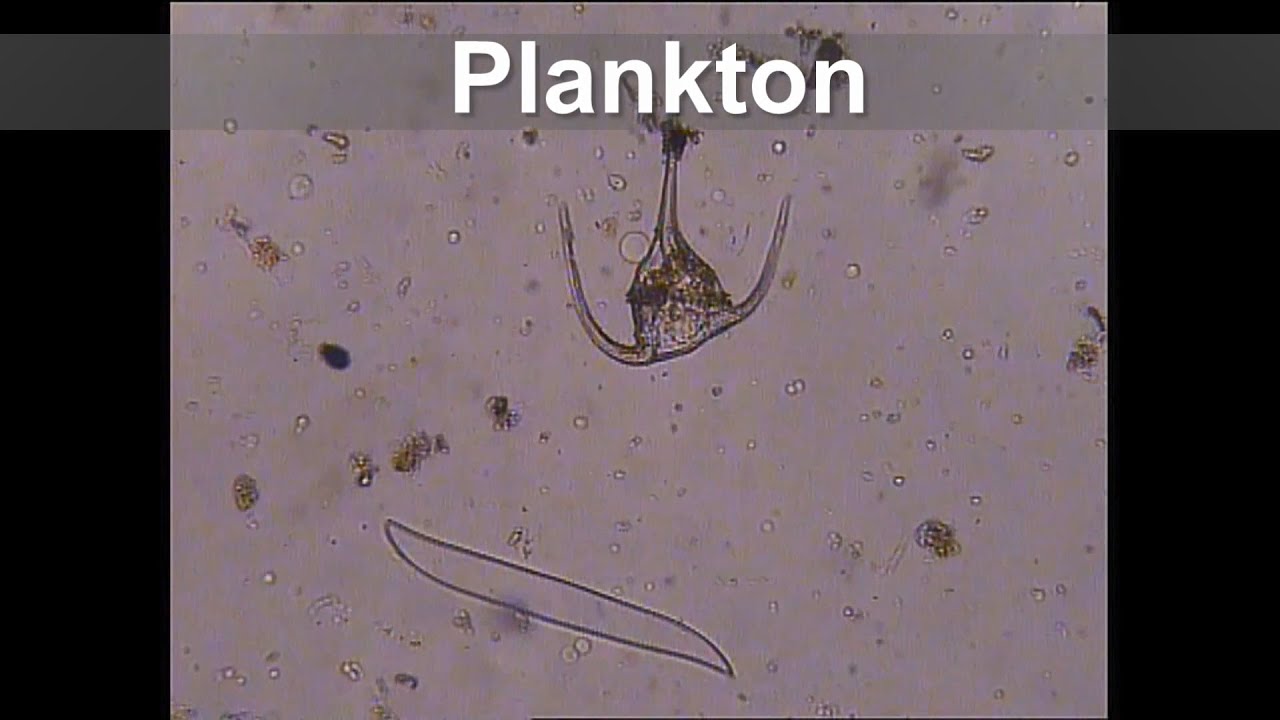 Plankton - YouTube