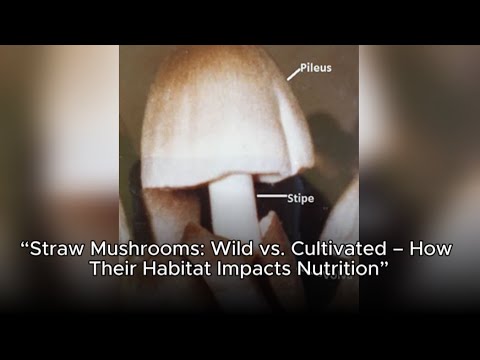 Straw Mushrooms: Wild vs. Cultivated – How Their Habitat Impacts ...