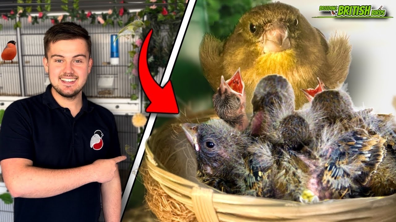 More Hatchlings! | Breeding British Birds S4:Ep6 - YouTube