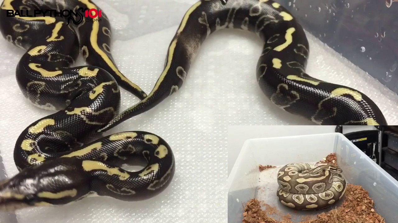 BALL PYTHONS - EGGS TO BABIES - YouTube