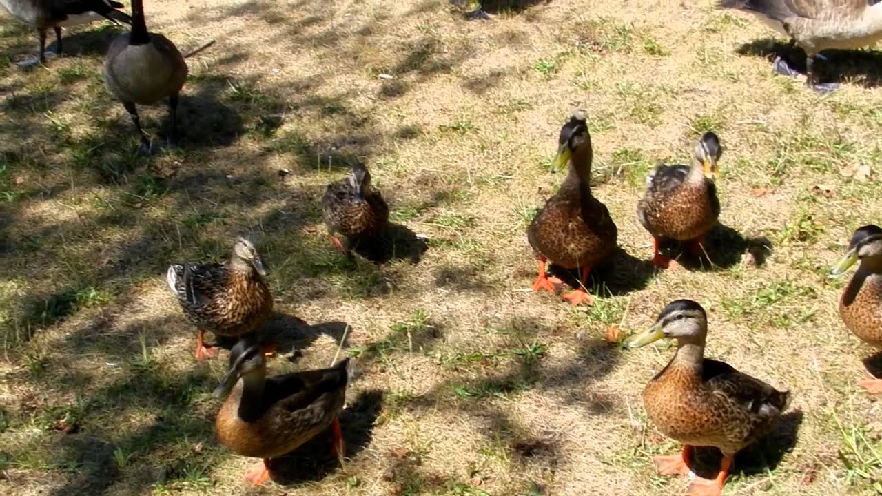 Duck Swarm - YouTube