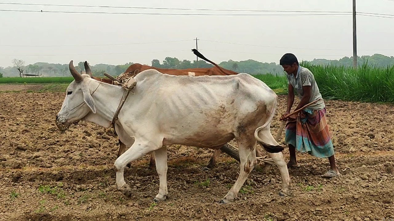 Bull ploughing the field cow ploughing the field ox ploughing field ...