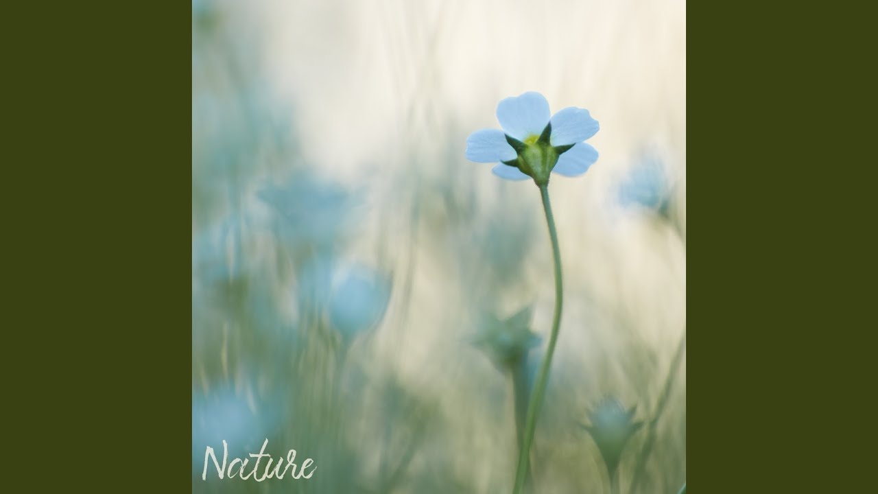 Forest Whispers - YouTube