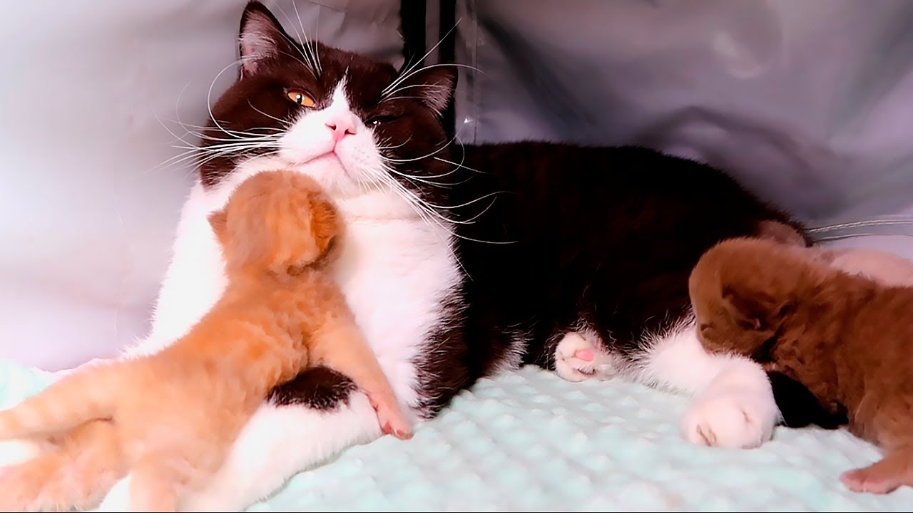 Daddy Cat Takes Over Parenting Duties Mother Cat's Shocking Reaction ...