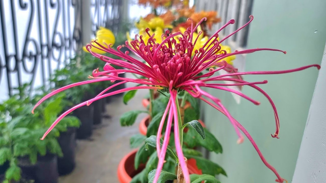 Godawari chrysanthemum flower - YouTube
