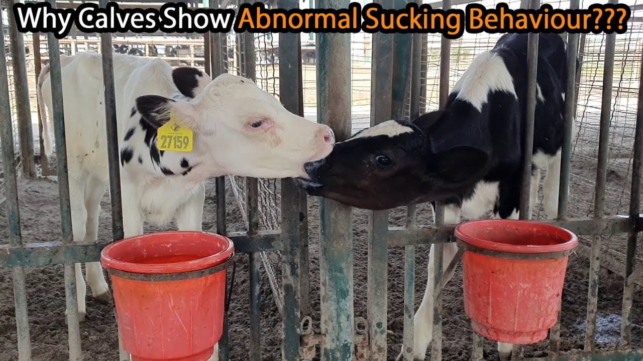 Abnormal Suckling Behaviour of Calves at Dairy Farm | Holstein Friesian ...