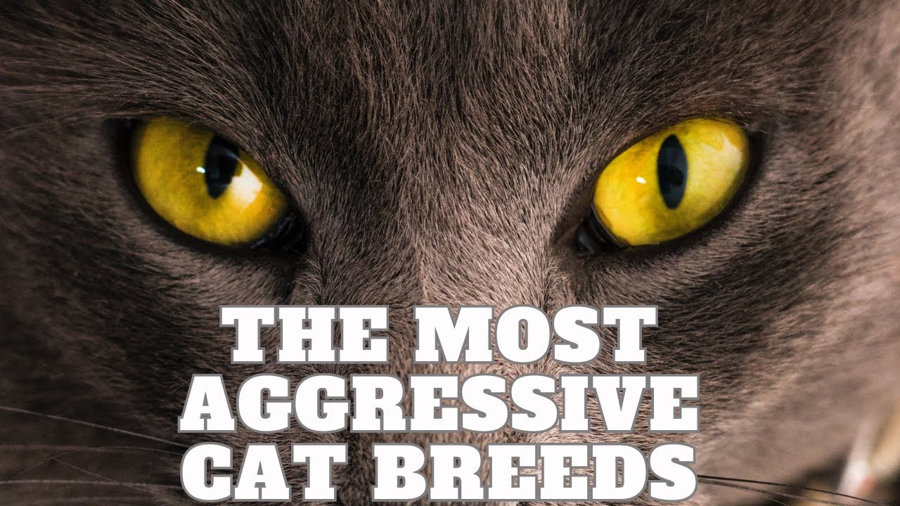 The most agressive cat breeds - YouTube