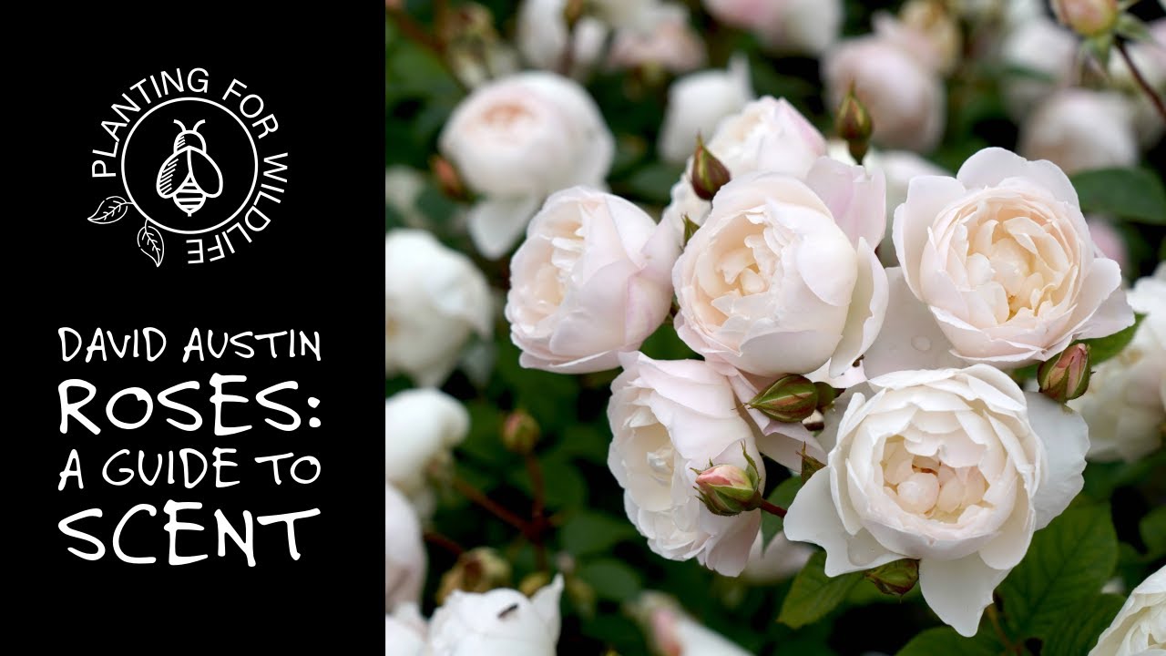 David Austin Roses : A guide to scent - YouTube