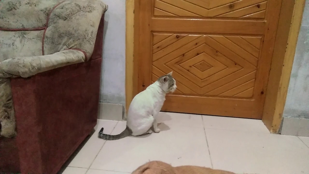 Cat White Male Cat Walk - YouTube