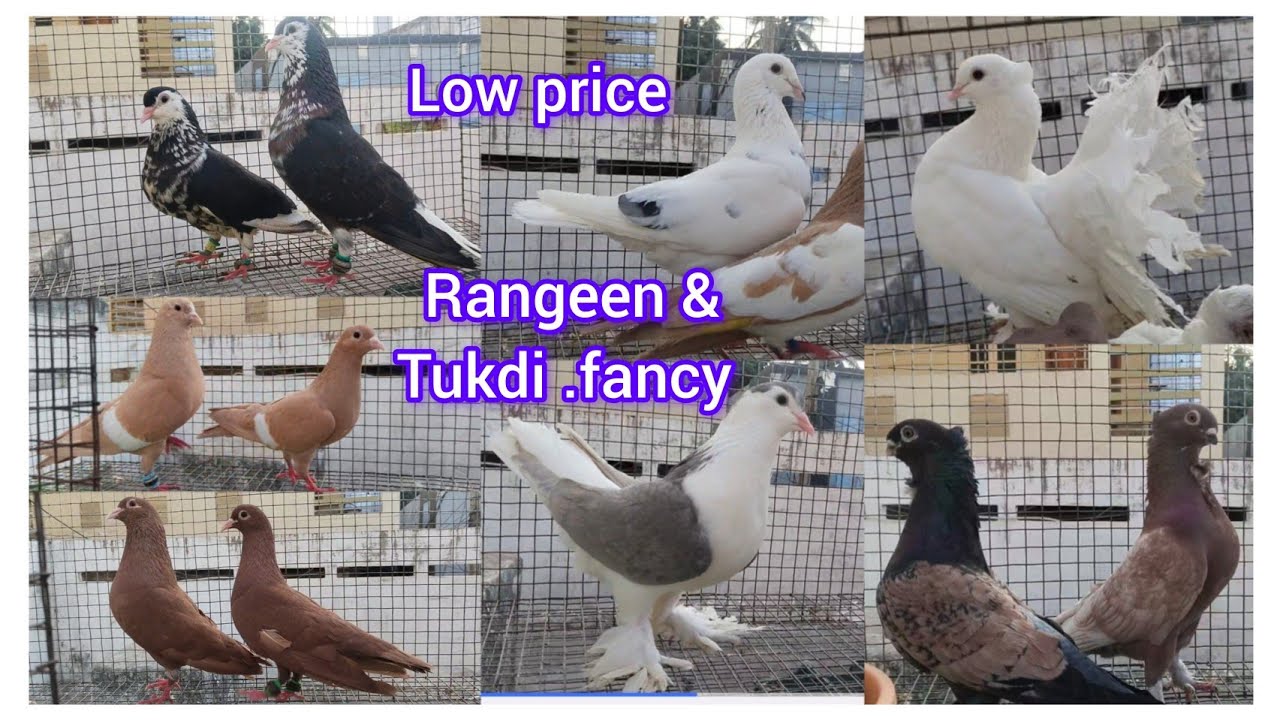top rangeen & fancy pegions pairs available in Hyderabad: - YouTube