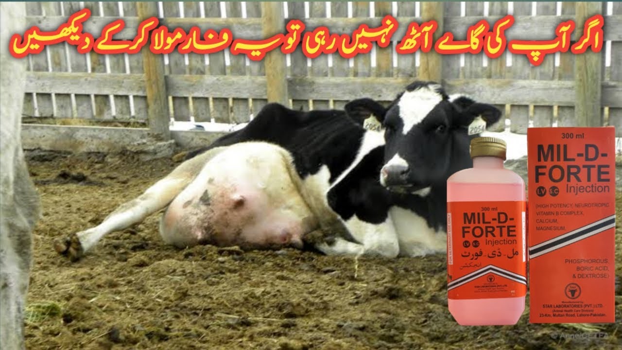 Mil d forte injection use in animals!! Calcium injection for cow and ...
