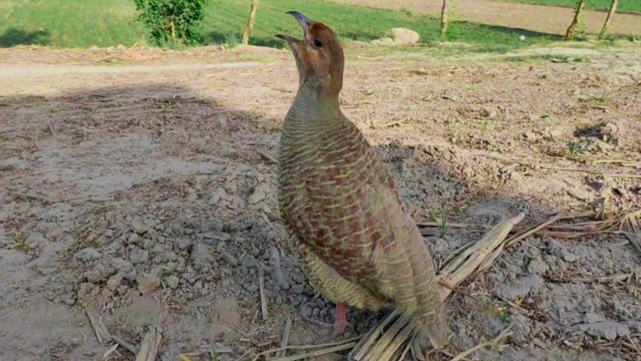 Udta teetar awaz || teetar bird || teetar shikar voice || gray ...