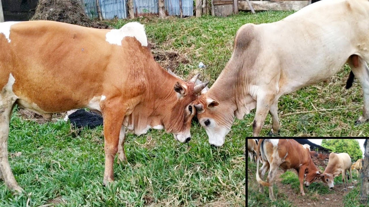 Angry cow, Bulls rampage videos, Cows fighting for power, cow videos ...