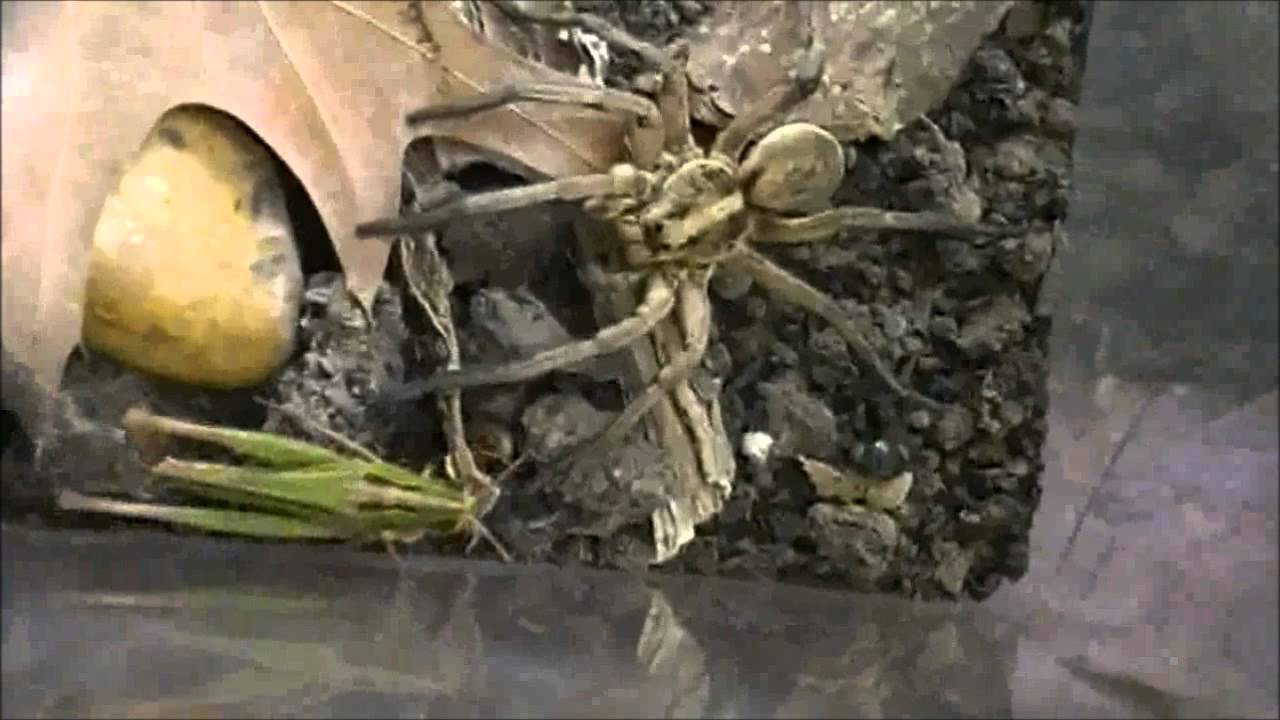 Carolina Wolf Spider Eats Grasshopper - YouTube