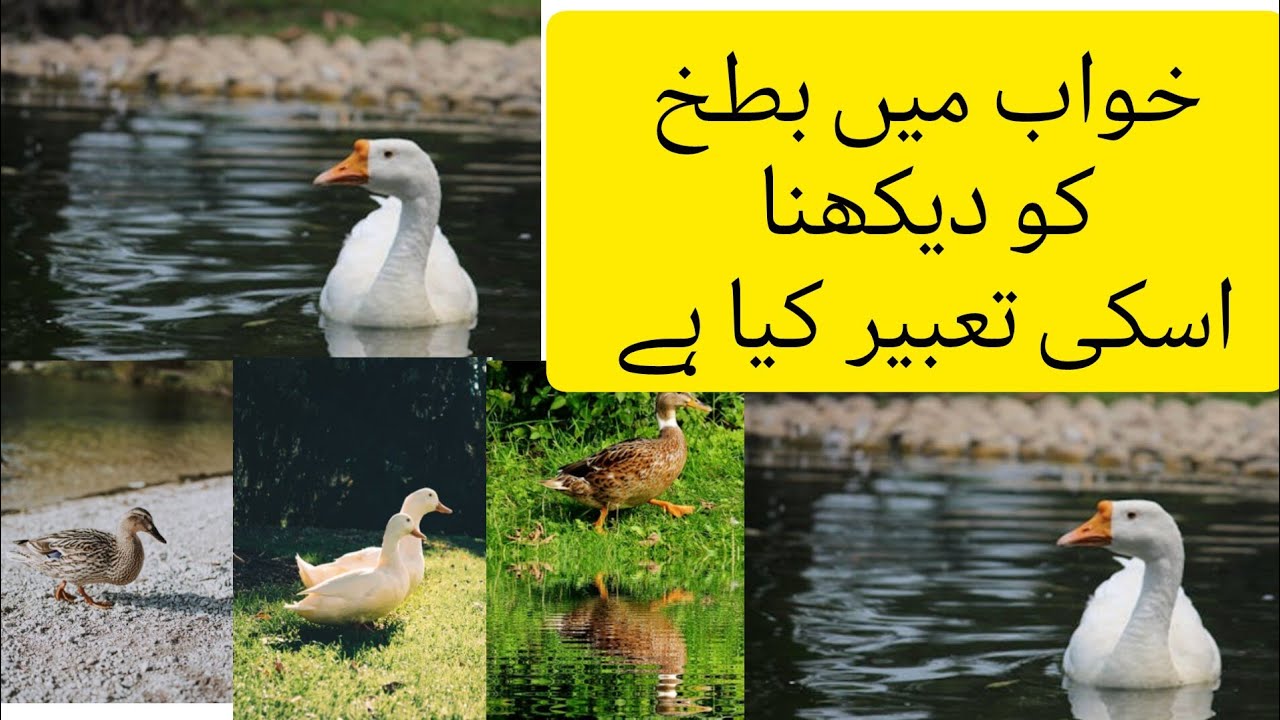khwab mein batakh dekhna | Duck in dream | to see a duck in a dream ...