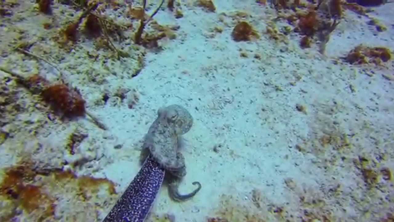 Octopus And Eel - YouTube