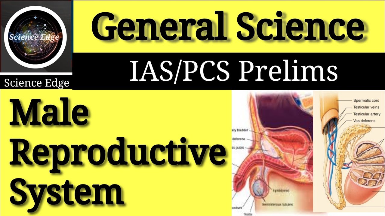 Male Reproductive System: A Comprehensive Guide" - YouTube