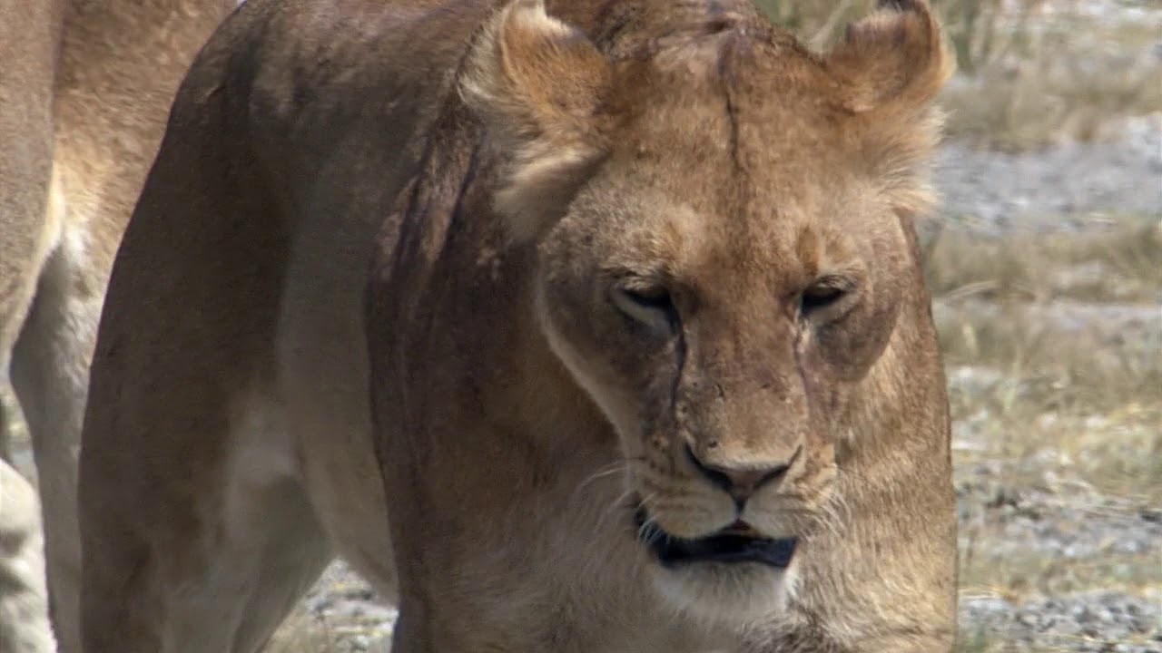 BBC Natures Great Events 3of6 The Great Migration - YouTube