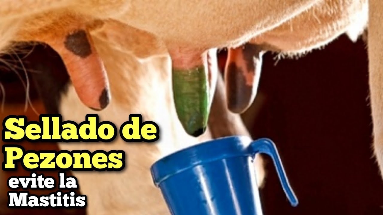 Sellado de pezones con esto evitará la Mastitis en su ganado lechero ...