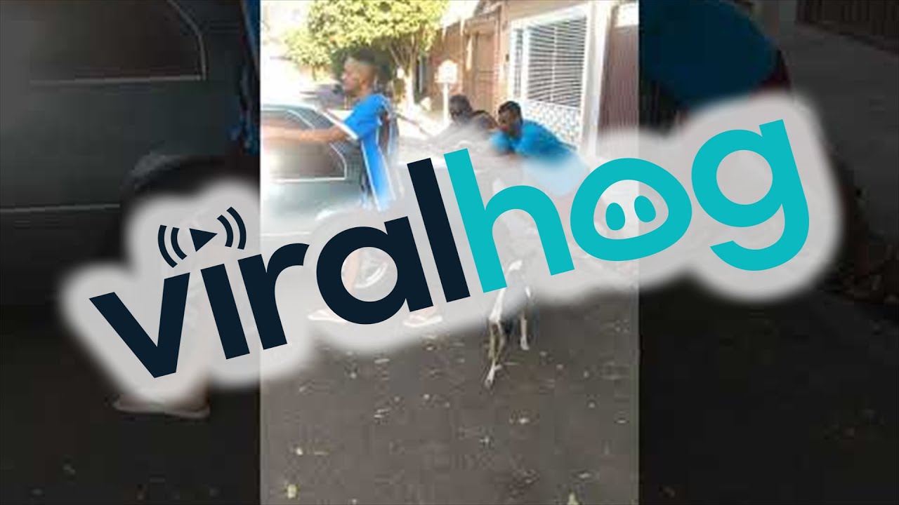 Toddy the Dog Helps Friends Push Car || ViralHog - YouTube