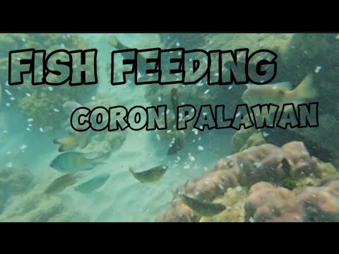 Fish Feeding in Coron, Palawan Philippinrs - YouTube
