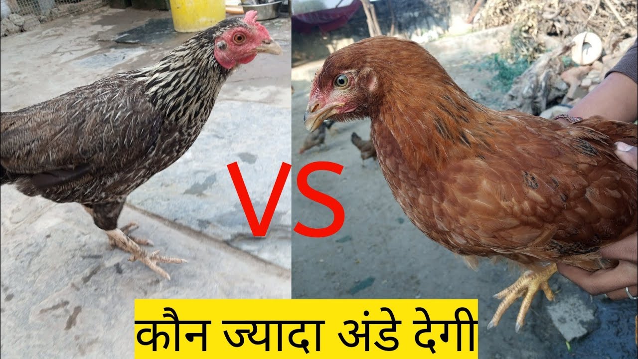 kaun si murgi jyada ande deti hai ll Rir murgi vs desi pure murgi ll ...