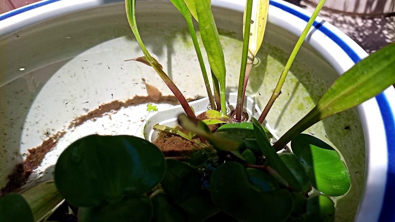 Many small medaka Japanese rice fish Mini pond DIY aquarium May 30 ...