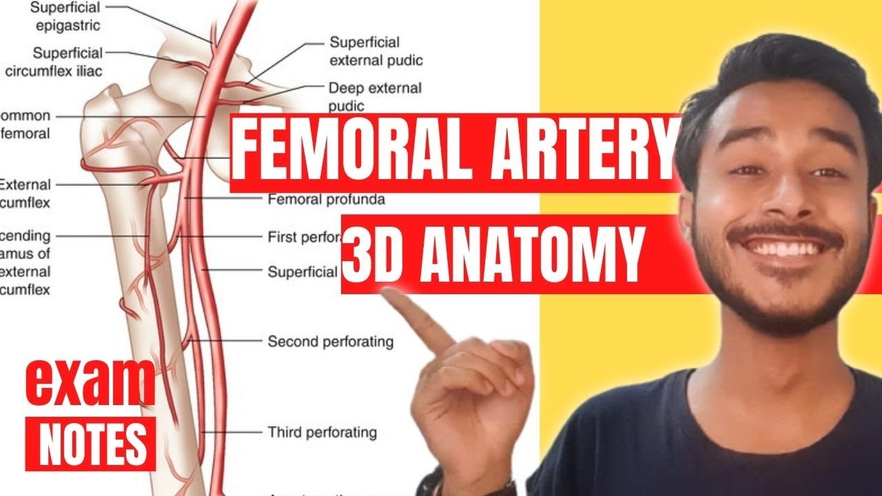 Femoral Artery Anatomy 3D | branch of femoral artery anatomy | femoral ...