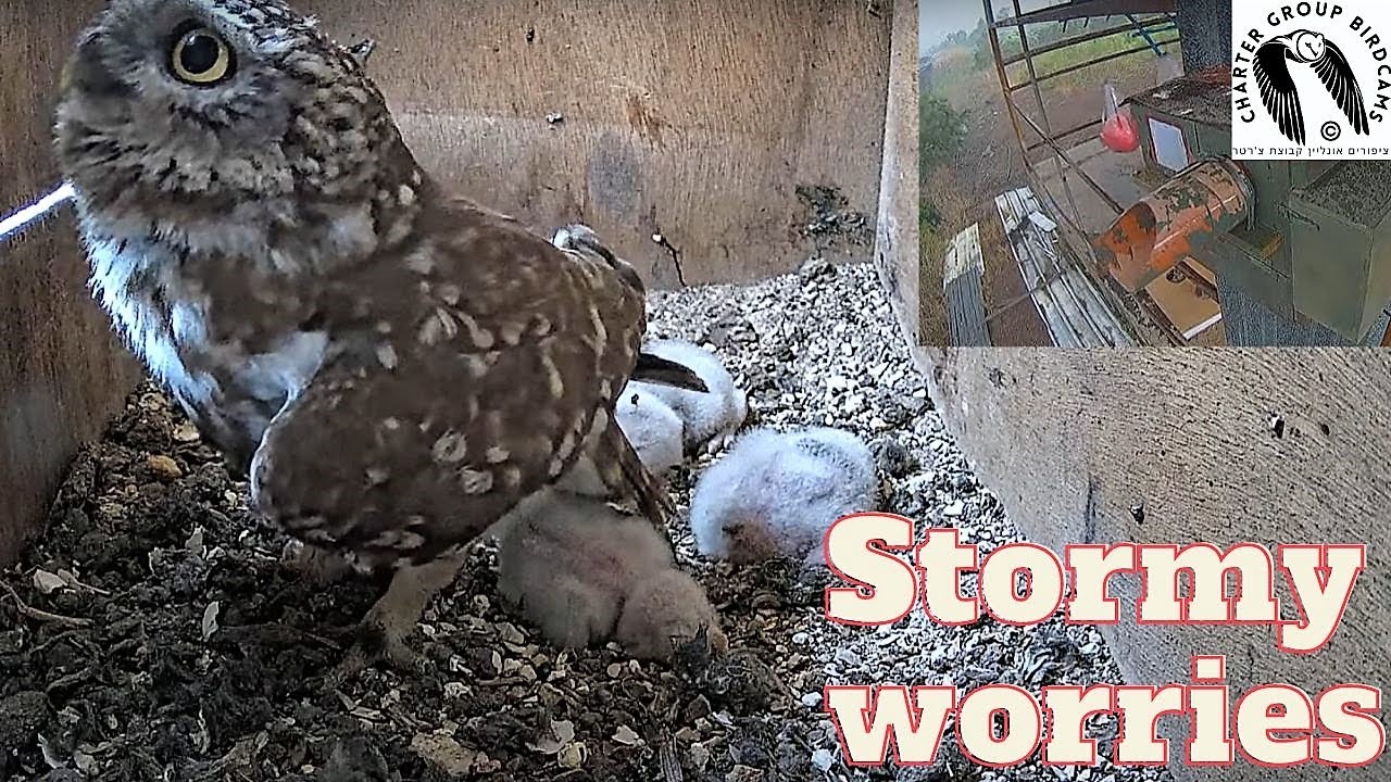 Windy and Rainy Weather Causes Little Owl Mom to Worry about Nestlings ...