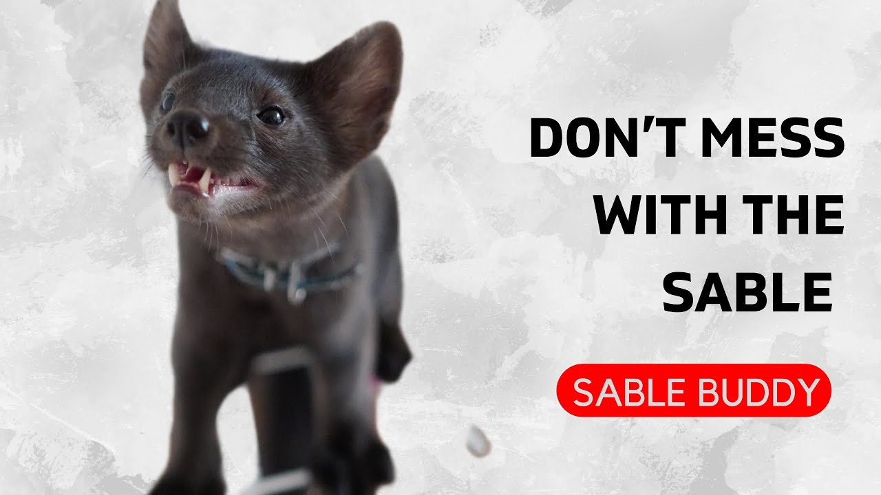 Buddy the sable, Big one and the corridor adventures - YouTube