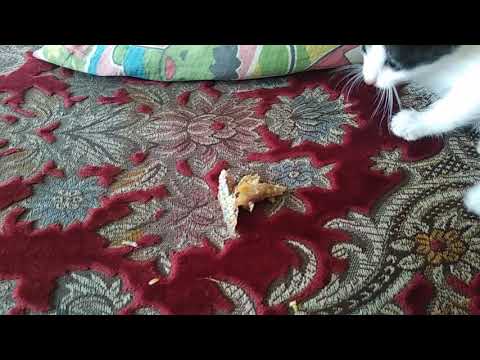 NGASIH MAKAN ANAK KUCING..  #KUCINGKESAYANGAN #BABYCAT #MYPET #KUCING