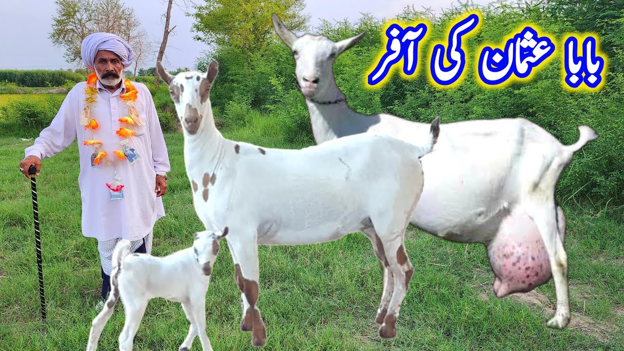 teddi barbri bakriyan at bismillah goat farm goat farming in pakistan ...