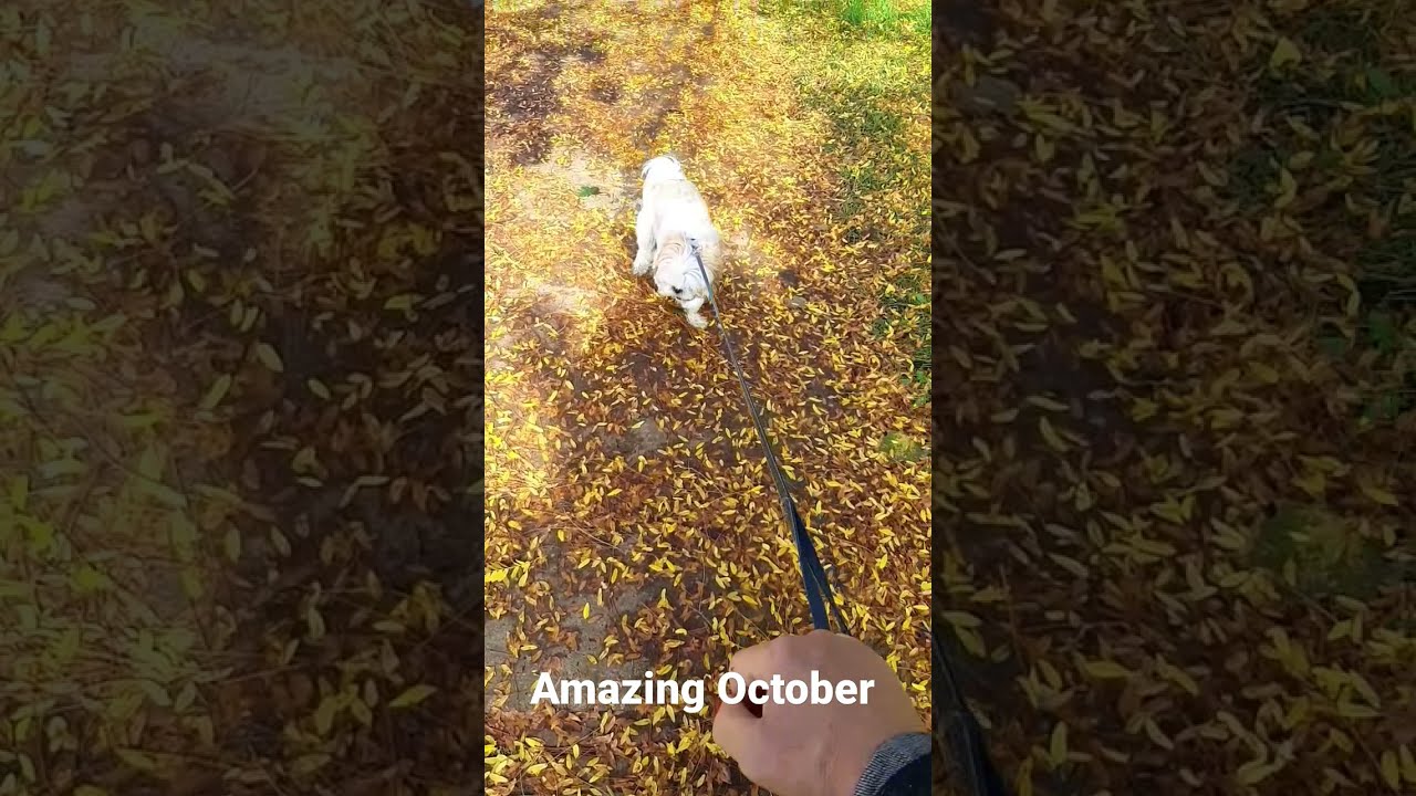 Amazing October - YouTube