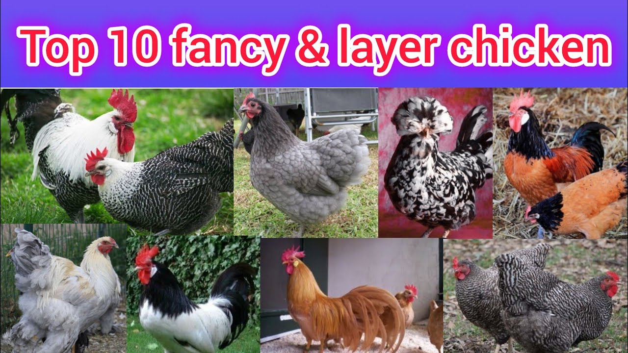 Top 10 fancy & layers Chicken breeds | Top layer chicken breed name ...